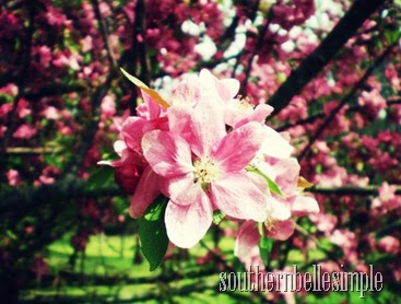 A Prayer in Spring | Delight in the Simple